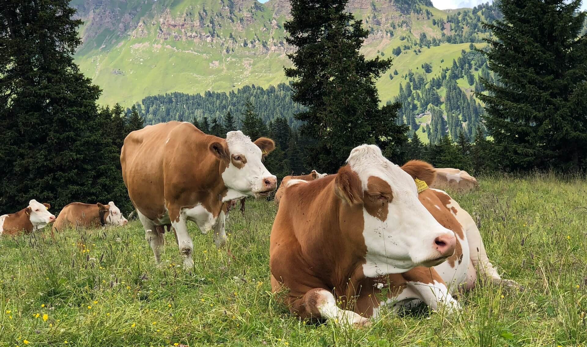 Escape to the Farm - DOSED Movies